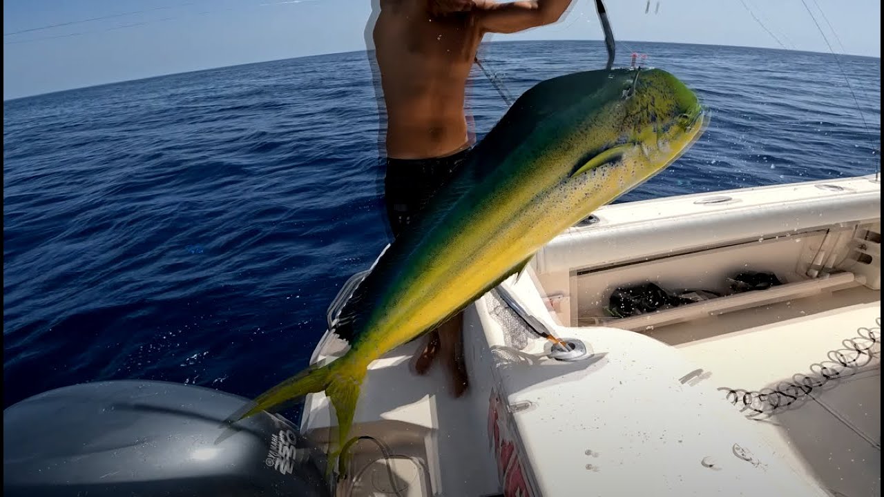 MARLIN BLANC ET CORYPHENES MAROC - EP 8 saison 2022 white marlin, and ...