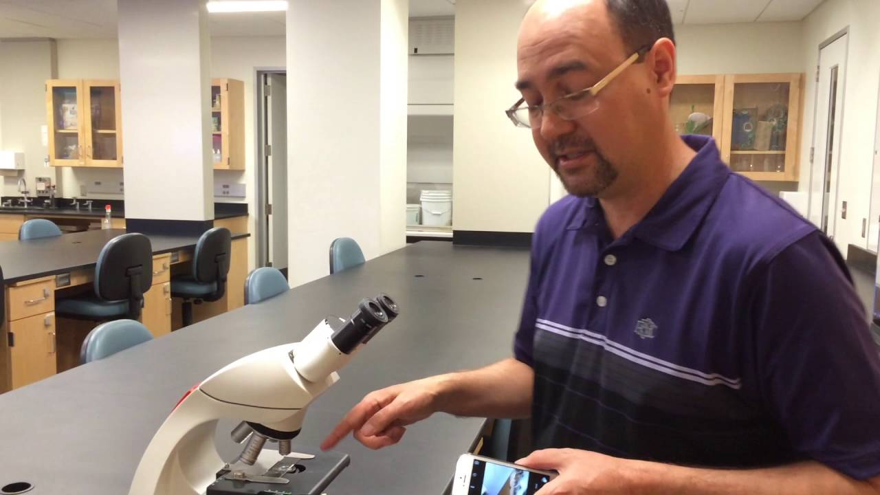 basic microscopy for Principles of Biology lab - YouTube