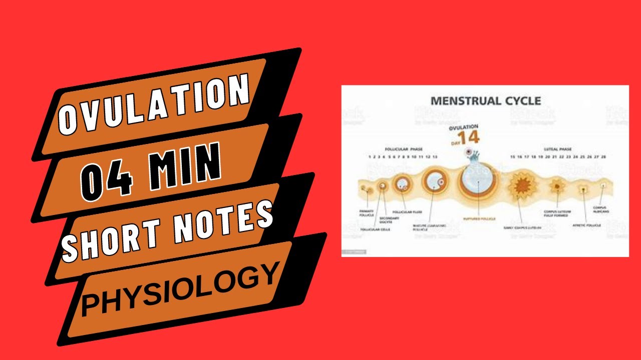 OVULATION | SHORT NOTES | 04 MIN | EXPLAINED | PHYSIOLOGY - YouTube