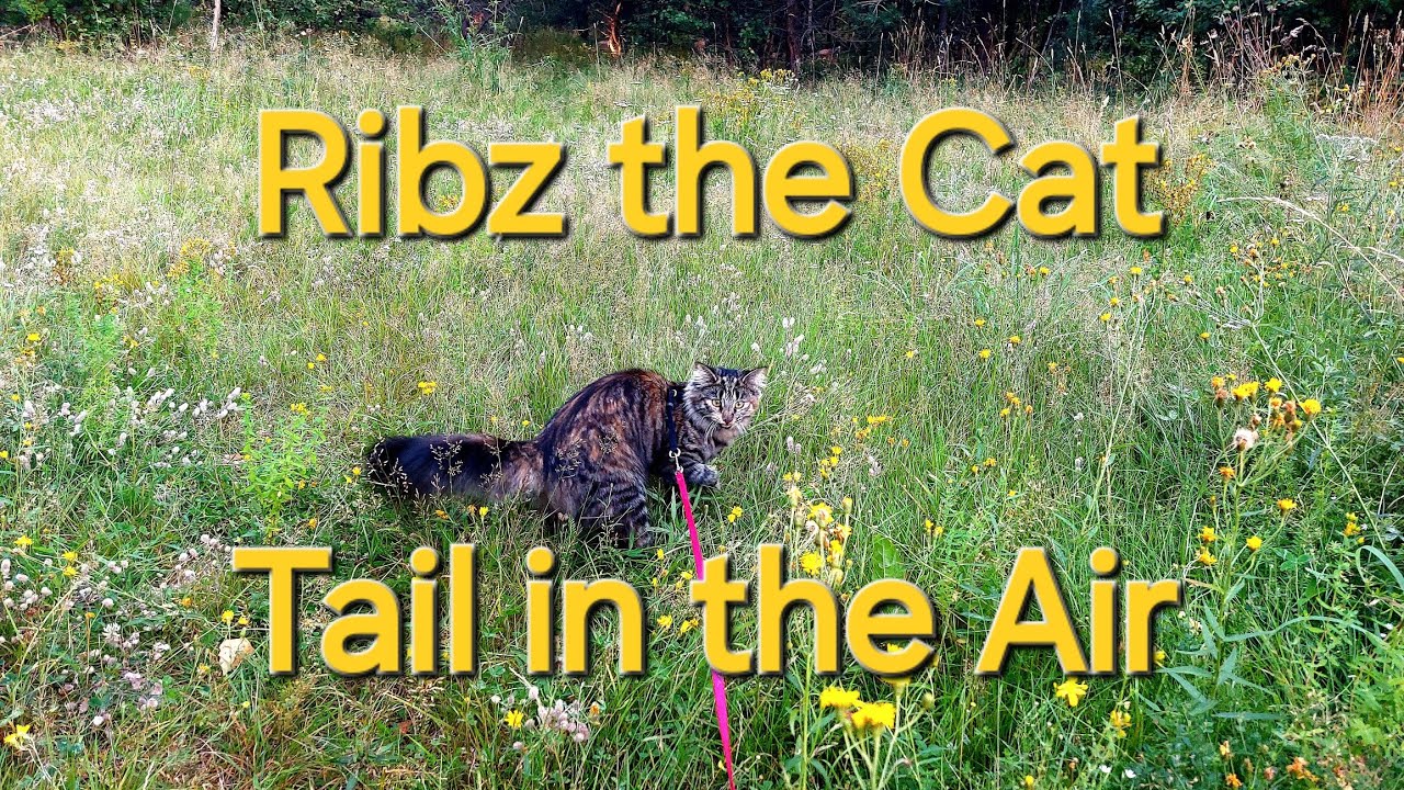 Ribz the Cat - Tail in the Air (Life with Ribz) - YouTube