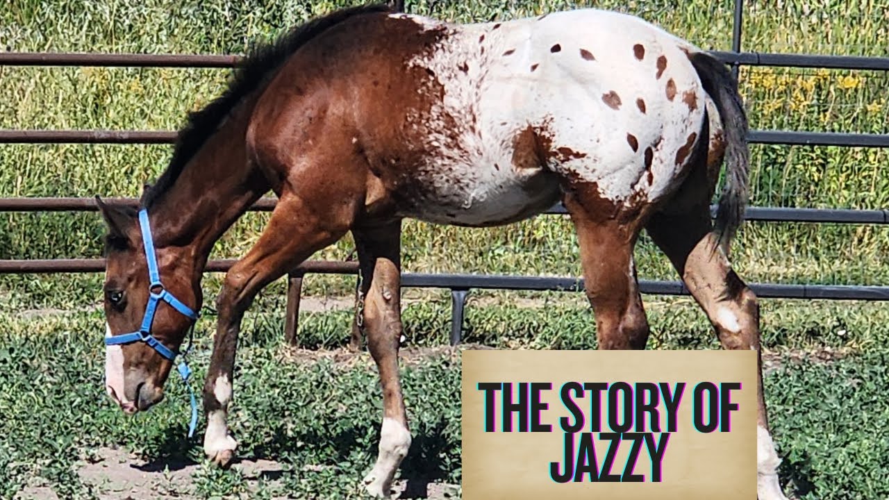 Jazzy The Appaloosa Colt -- Life With Horses at 73 - YouTube