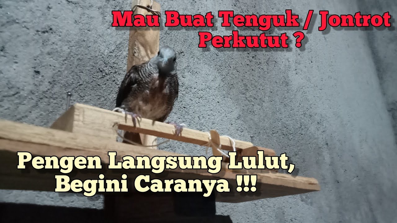 Cara Membuat Tenguk/Jontrot Burung Perkutut - YouTube