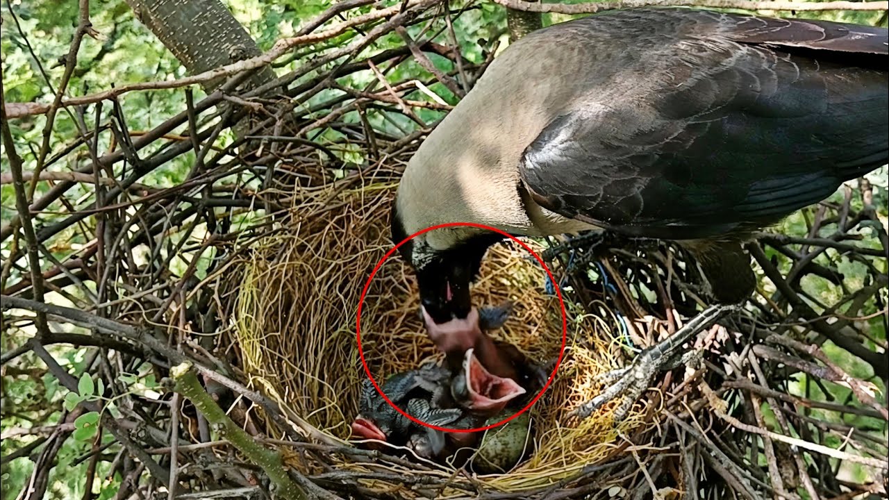 Crow is feeding cuckoo babies @AnimalsandBirds107 - YouTube