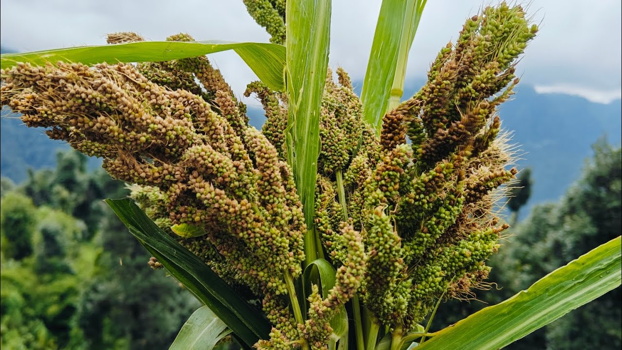 Barnyard Millet - Jhangora -Super food for a healthy lifestyle ...