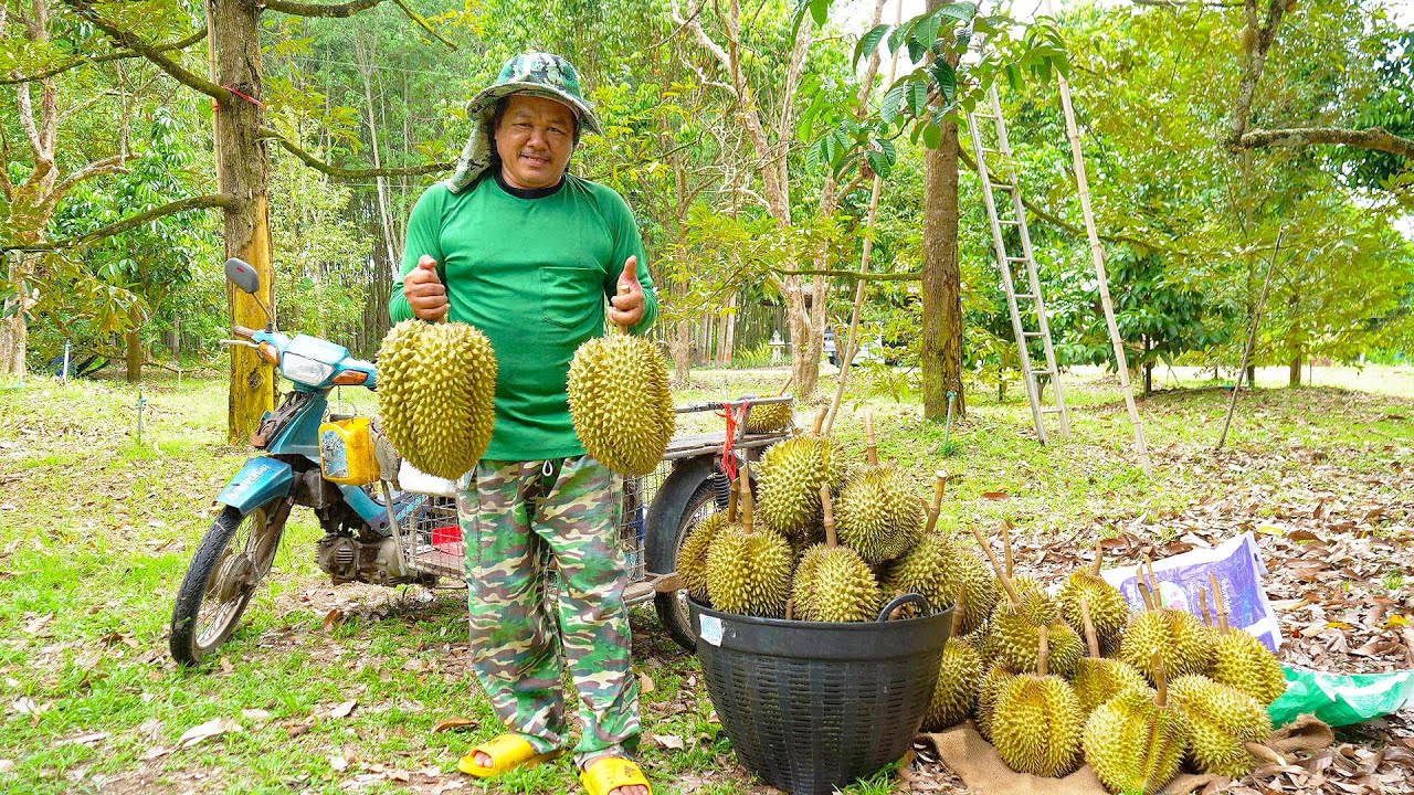 Process of Harvesting Durian Fruit on Durian Farm Tree - Thai Street ...