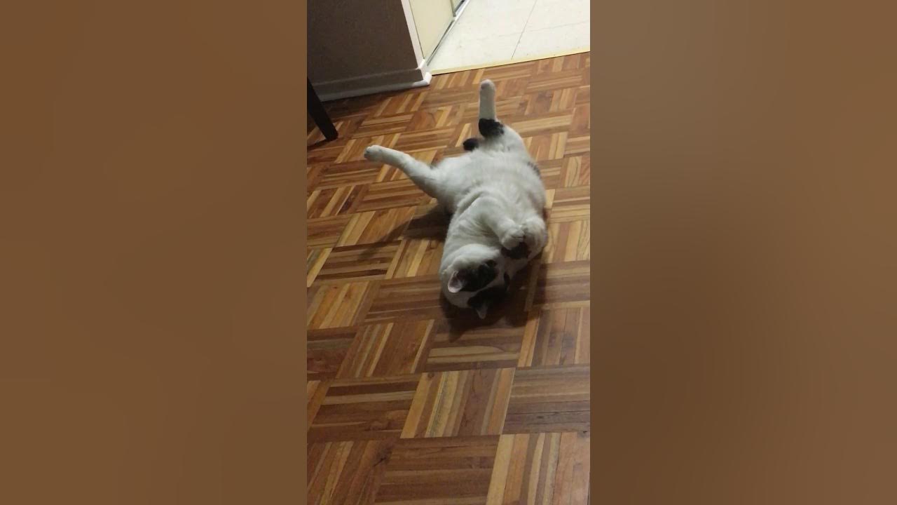 Chat Mwen an atrapé you sourit/ My cat 🐱 catch a mouse 🐭/ Mon chat a ...