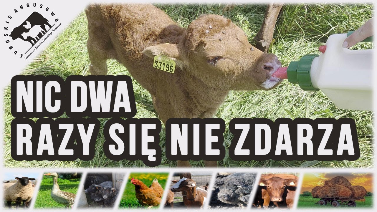 Lubuskie Angusowo - S8 E17 - Niesamowite!!! Wydarzyło się nam to drugi raz w tym roku. - YouTube