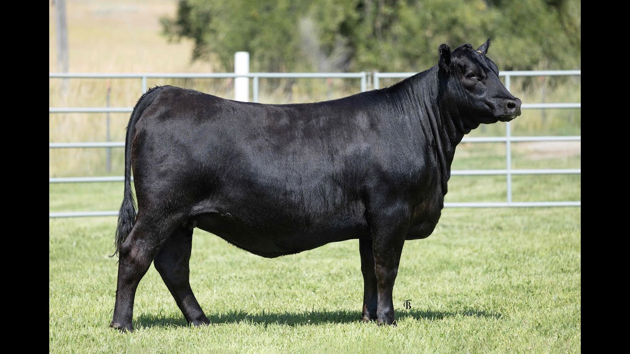 Circle L Angus NILE Bred Heifer Lot 11 - YouTube