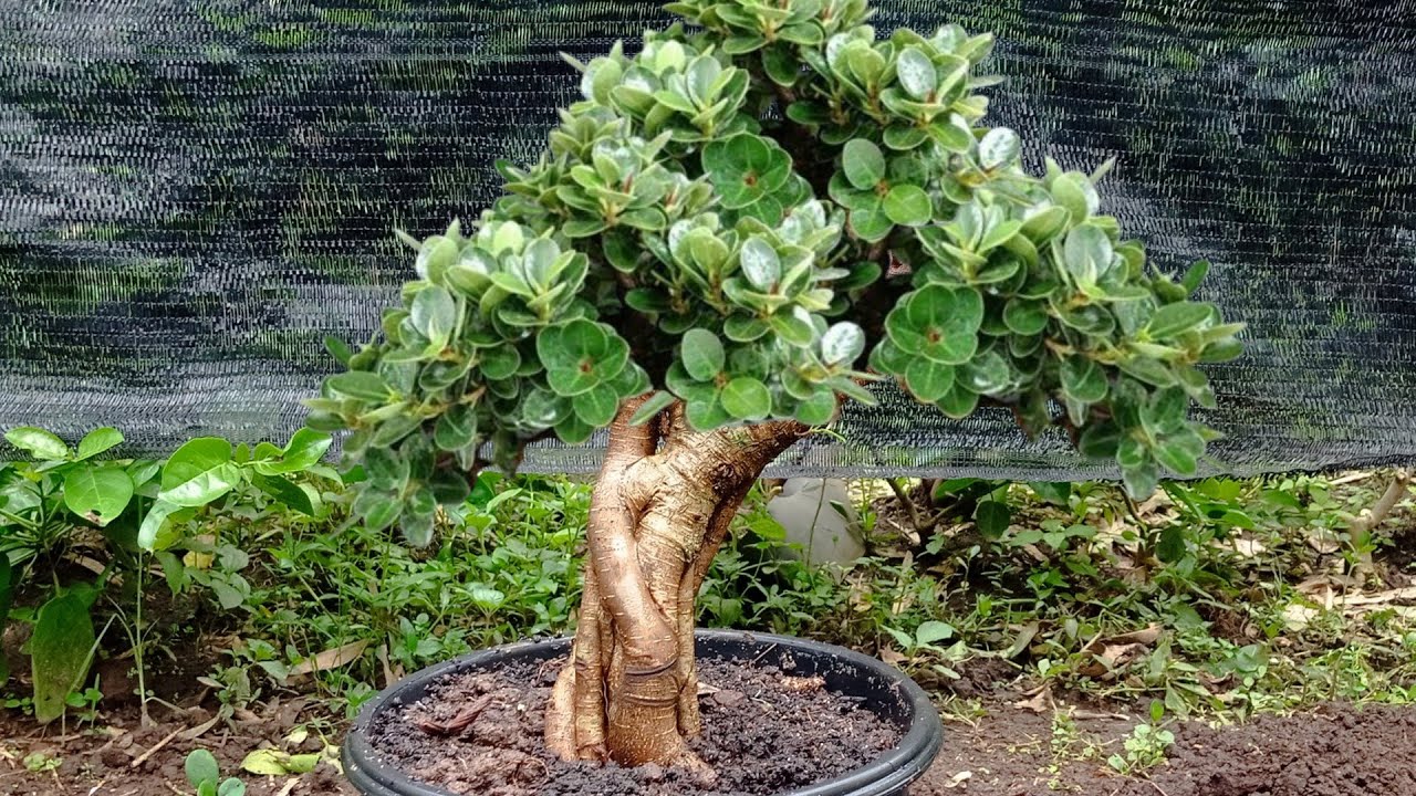 terkenal dengan nama pohon mahal bikin banyak dicari pembonsai - YouTube