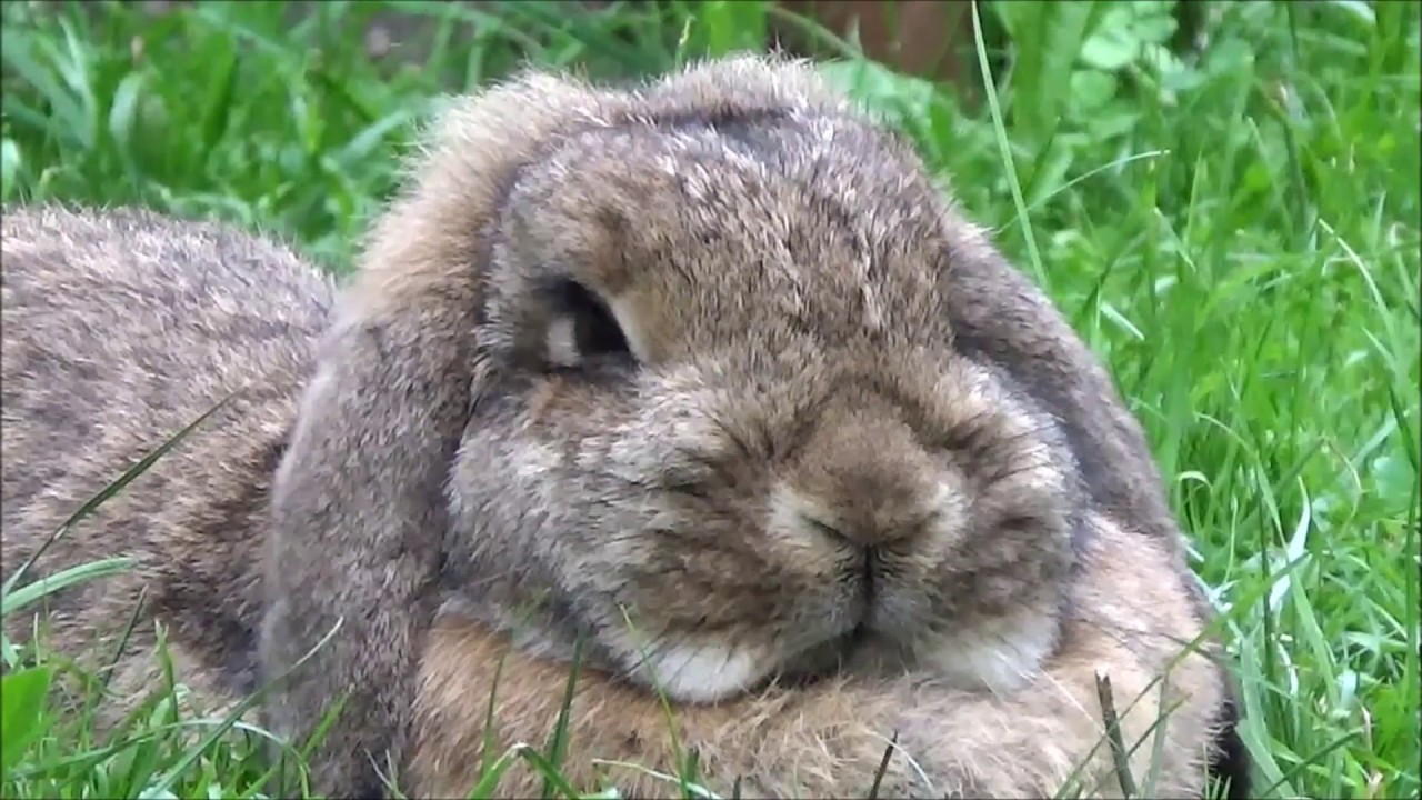 Relaxing footage of some rabbits - YouTube