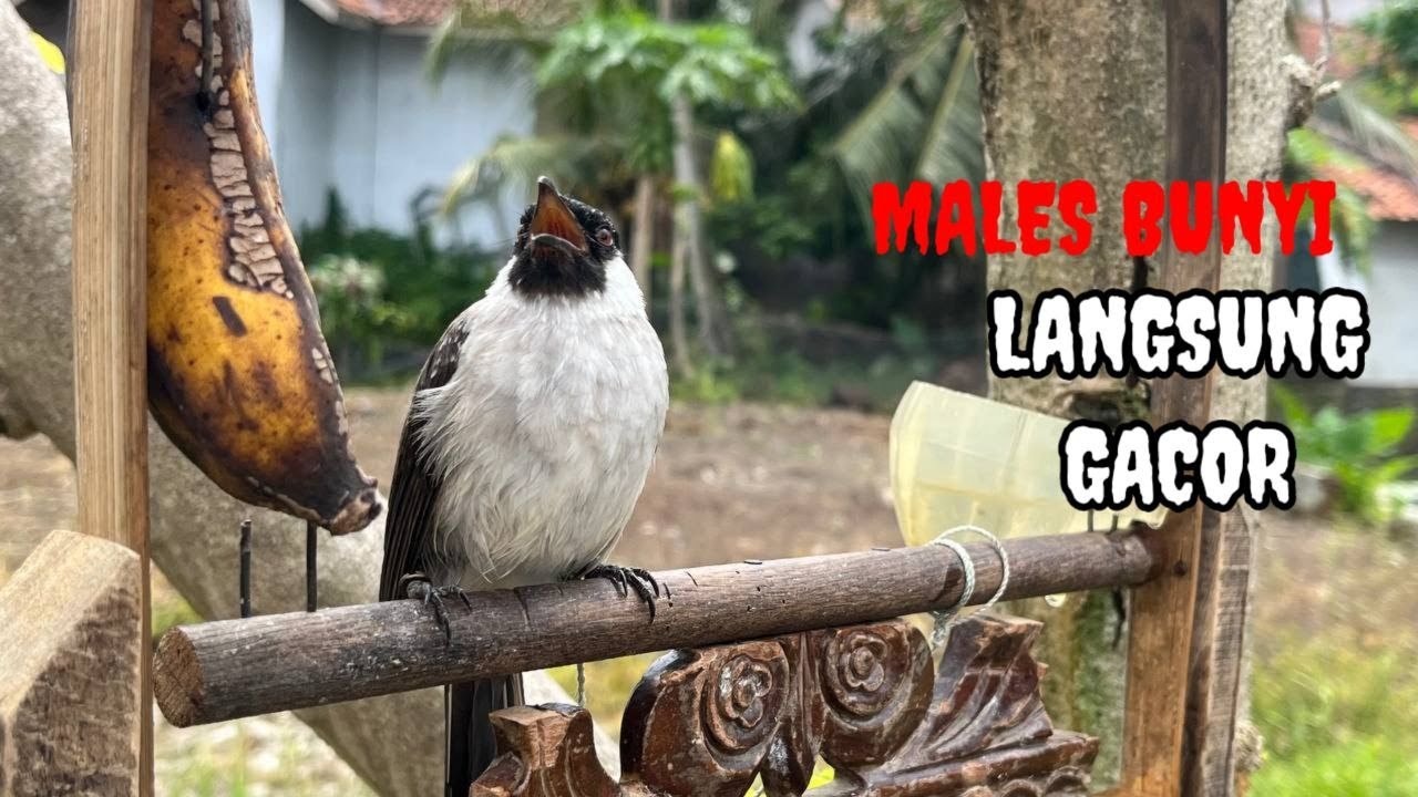 Khusus Untuk Pikat & Masteran - Suara Burung Kutilang Gacor - YouTube