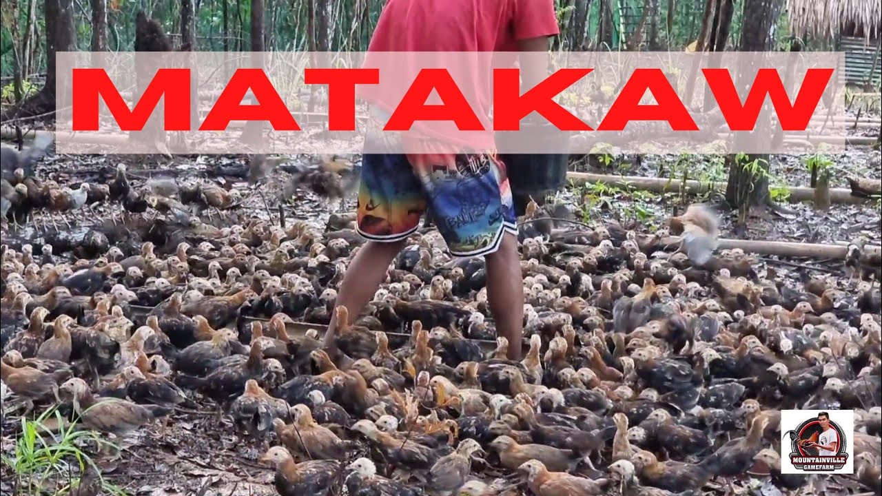 MATAKAW | 37 DAYS OLD - YouTube