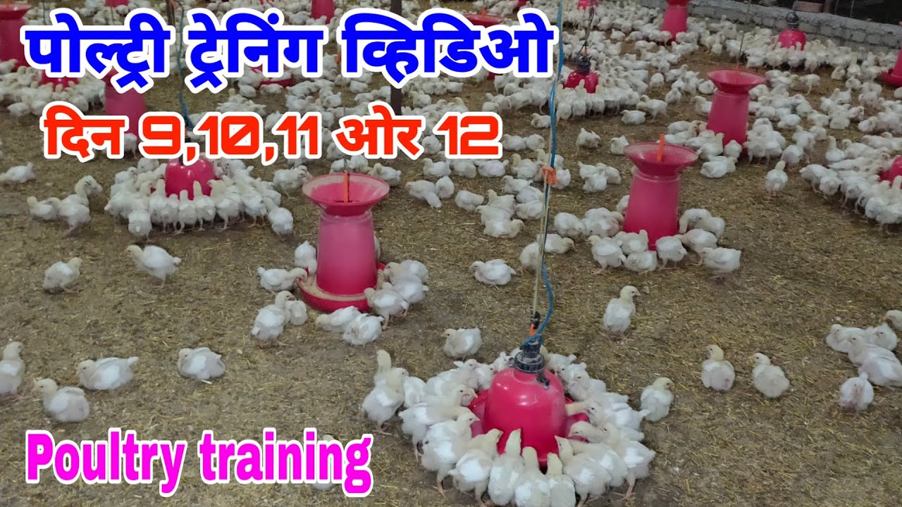 Poultry training video Day 9, 10 ,11 and 12 | ट्रेंनिग व्हिडिओ 9, 10 ...