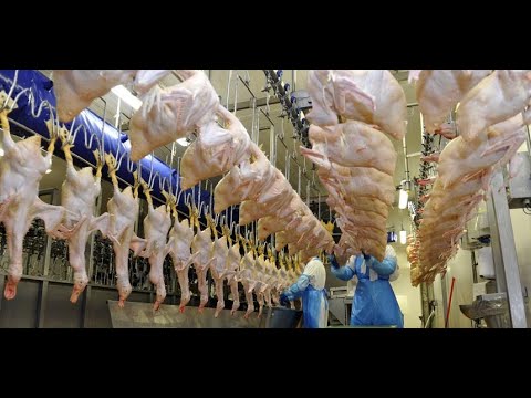 L'abattage de volailles automatique des machines pour les poulets de ...