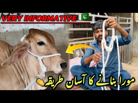 Learn How To Make Cow Head Rope Halter👍| For Smooth Restraining Of Cattle🔥|