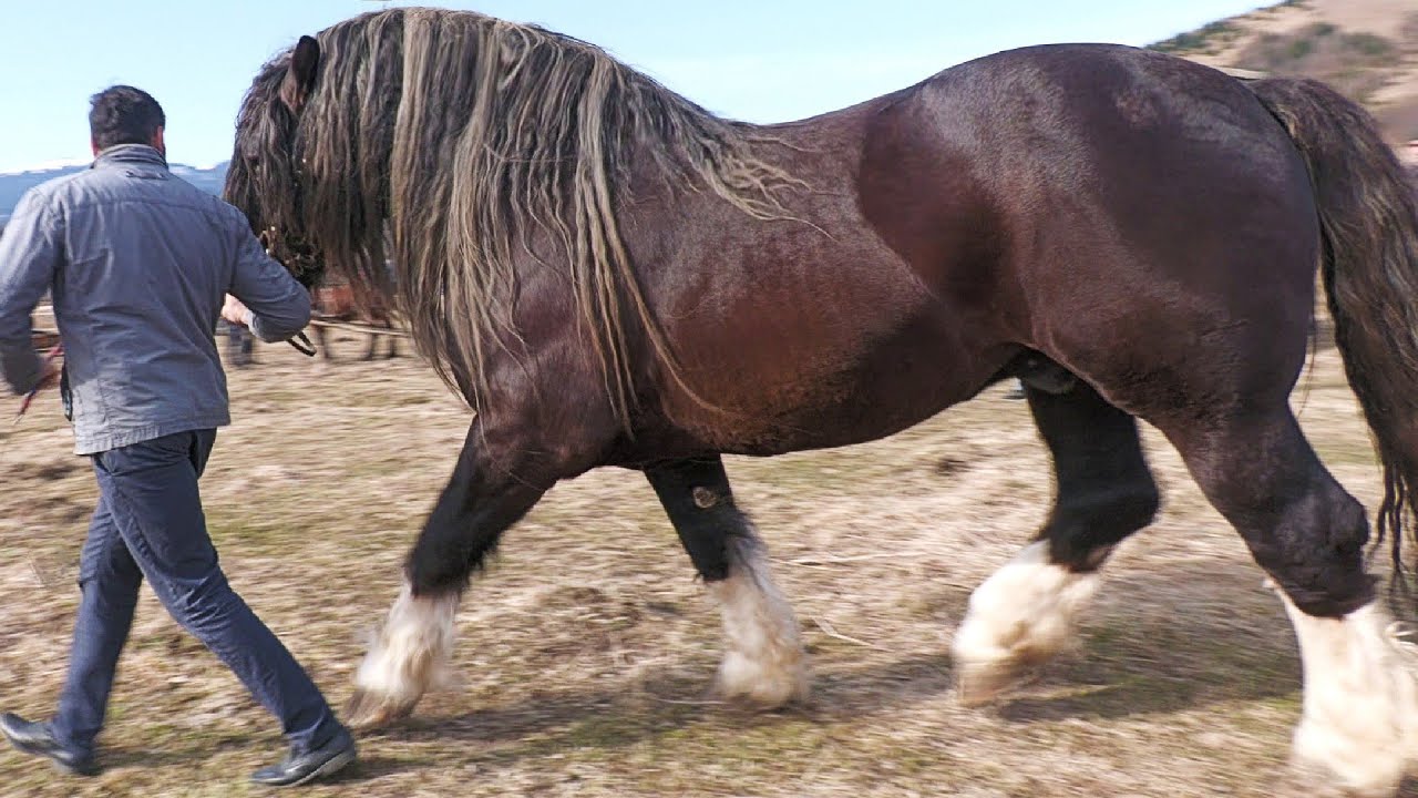 Cai grei Armăsar pentru montă dl. Alex Buga de la Frumosu - Bucovina ...