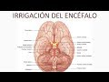 ANATOMIA | Irrigación Cerebral | USMP FN Archivos