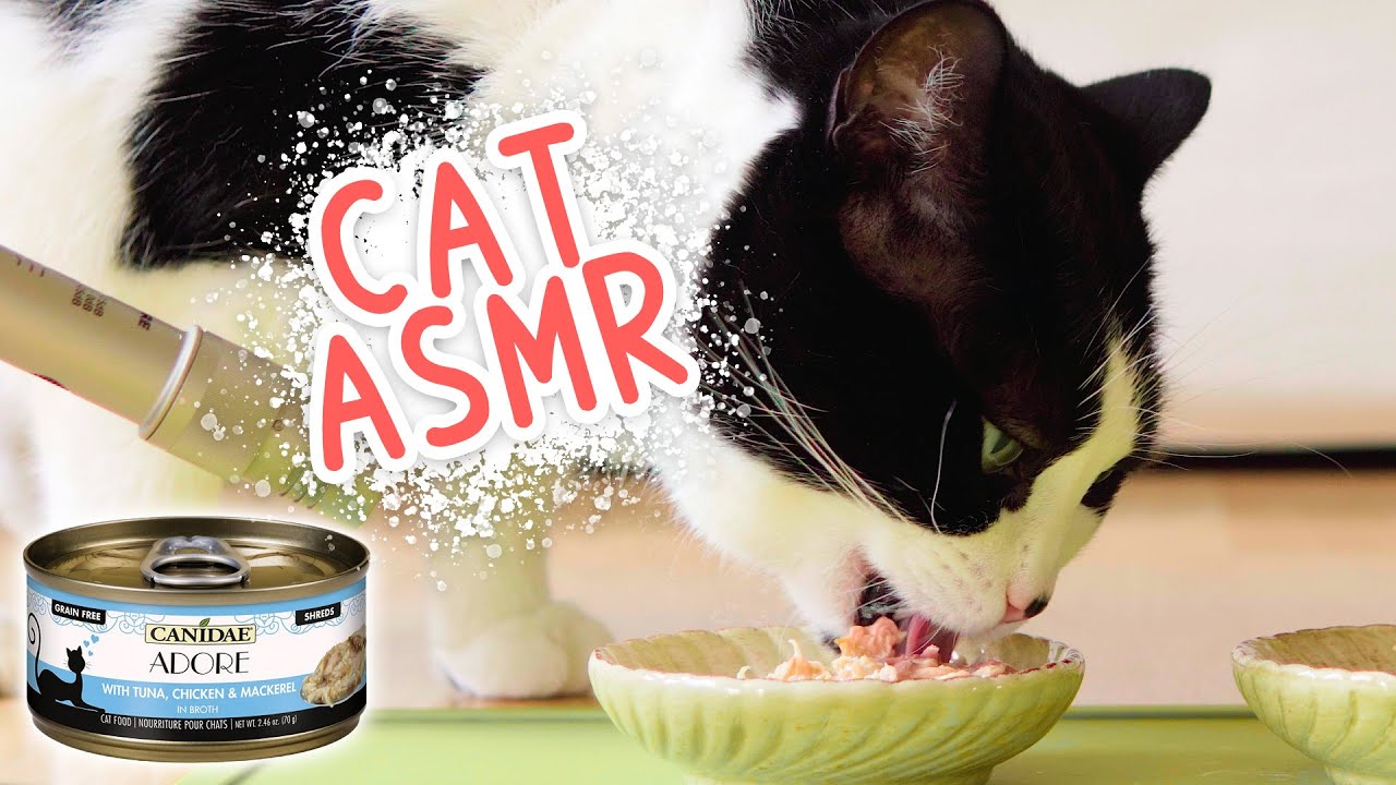 🎧 ASMR Cat eats wet food | CANIDAE Adore with Tuna, Chicken & Mackerel ...