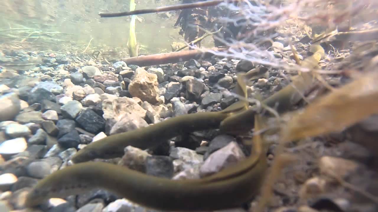 American Brook Lamprey Spawning - YouTube