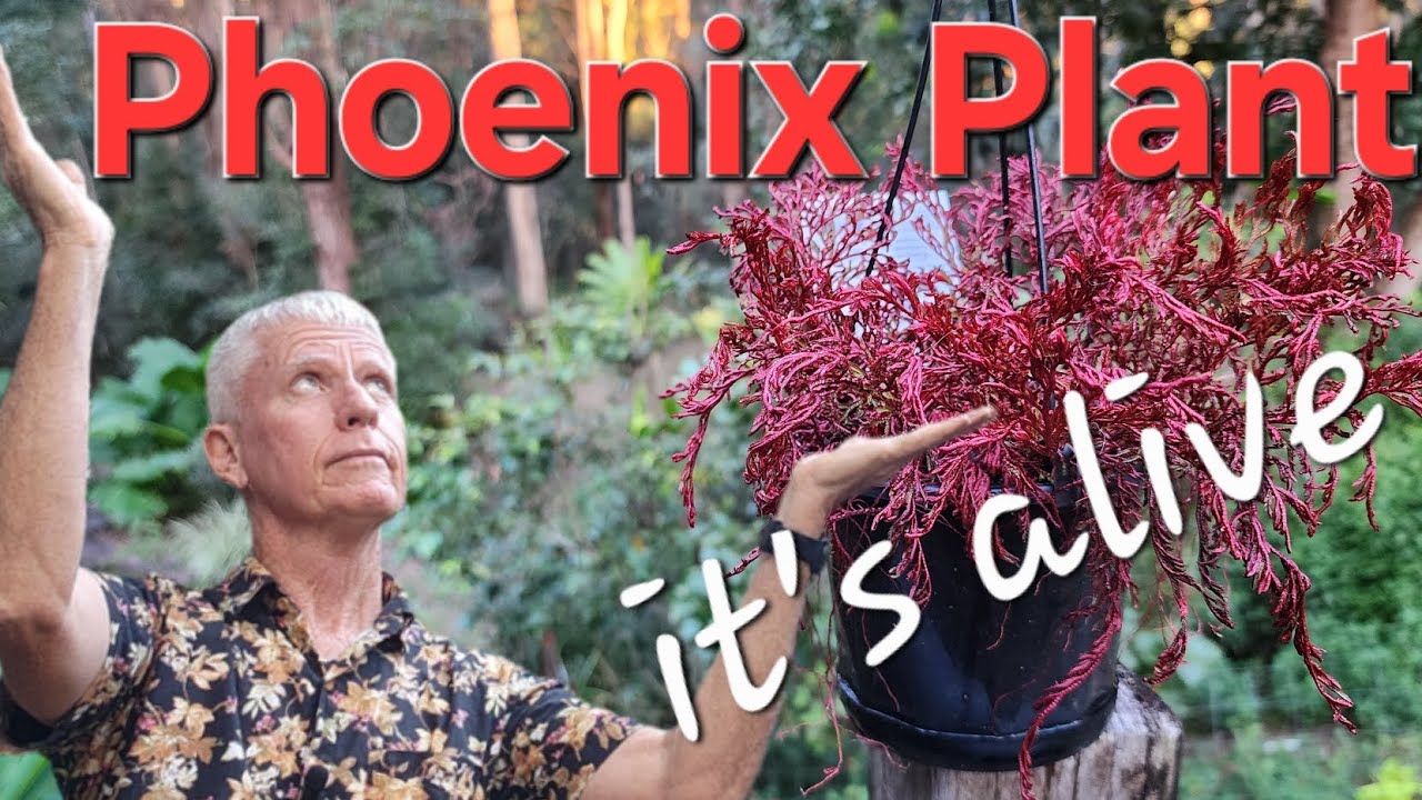 It's Alive - Dead plants that come back - YouTube