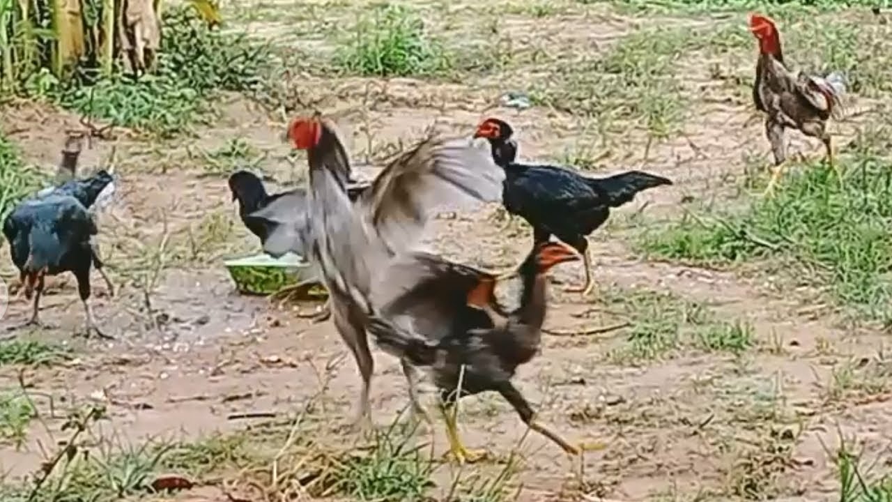 Chickens teach children to fly - YouTube