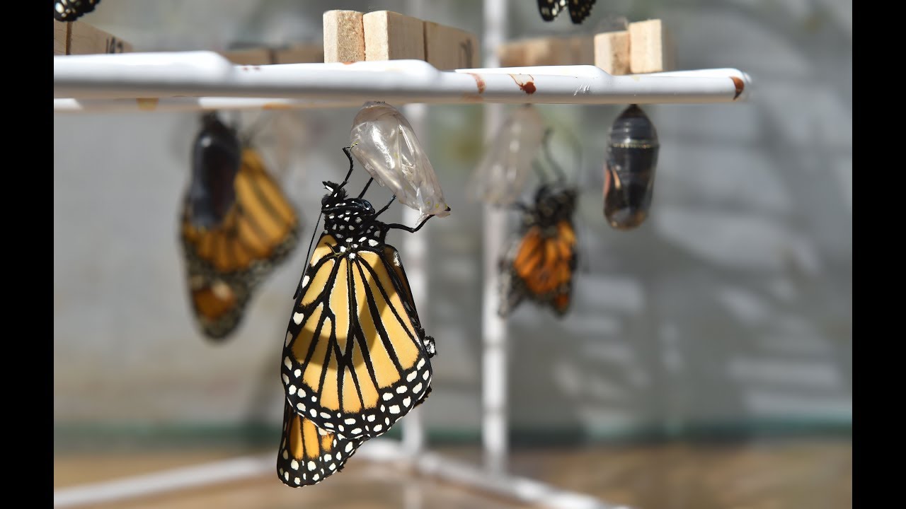 Grassroots breeding effort to preserve Monarch butterflies - YouTube