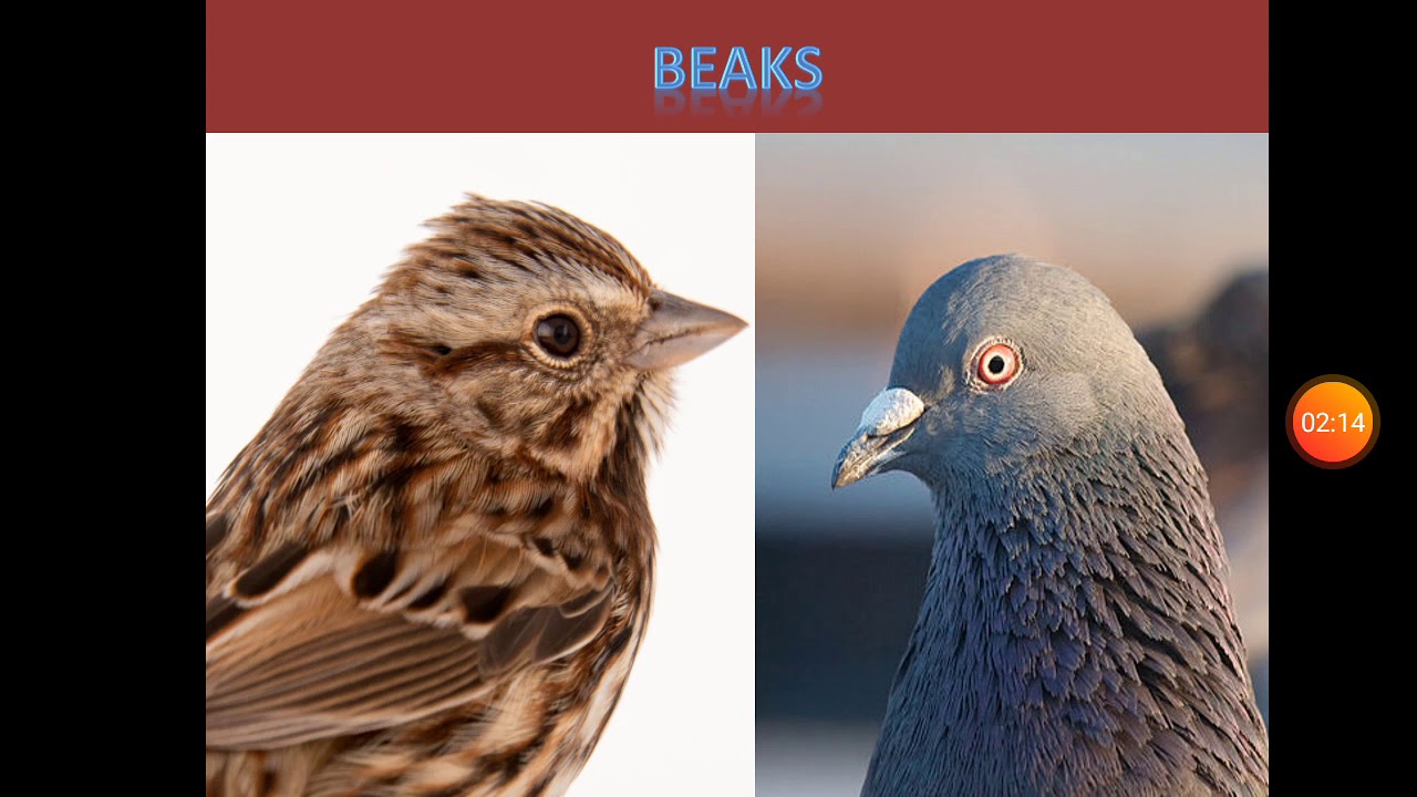 Class 3 EVS Lesson 8 Birds Part 1 Different Types Of Beaks YouTube class-3-evs-lesson-8-birds-part-1-different-types-of-beaks-youtube
