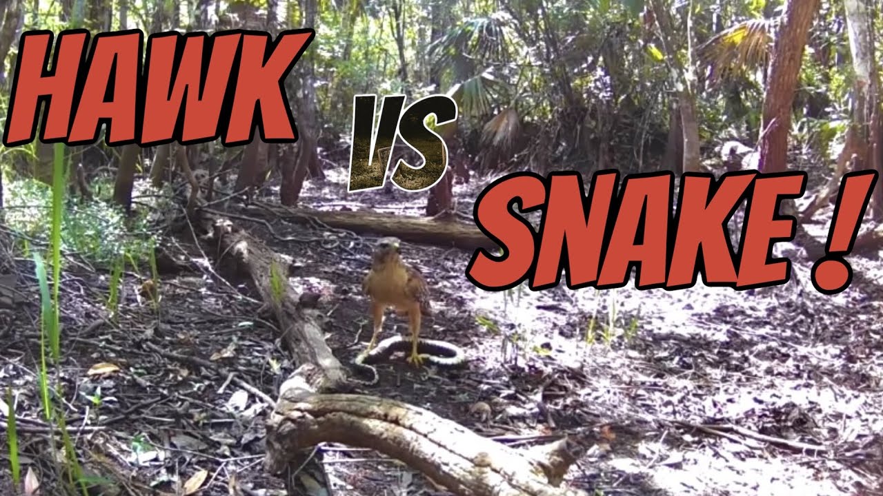 HAWK VS SNAKE (Big Cypress) Best Trail Cam Video of 2021 - YouTube