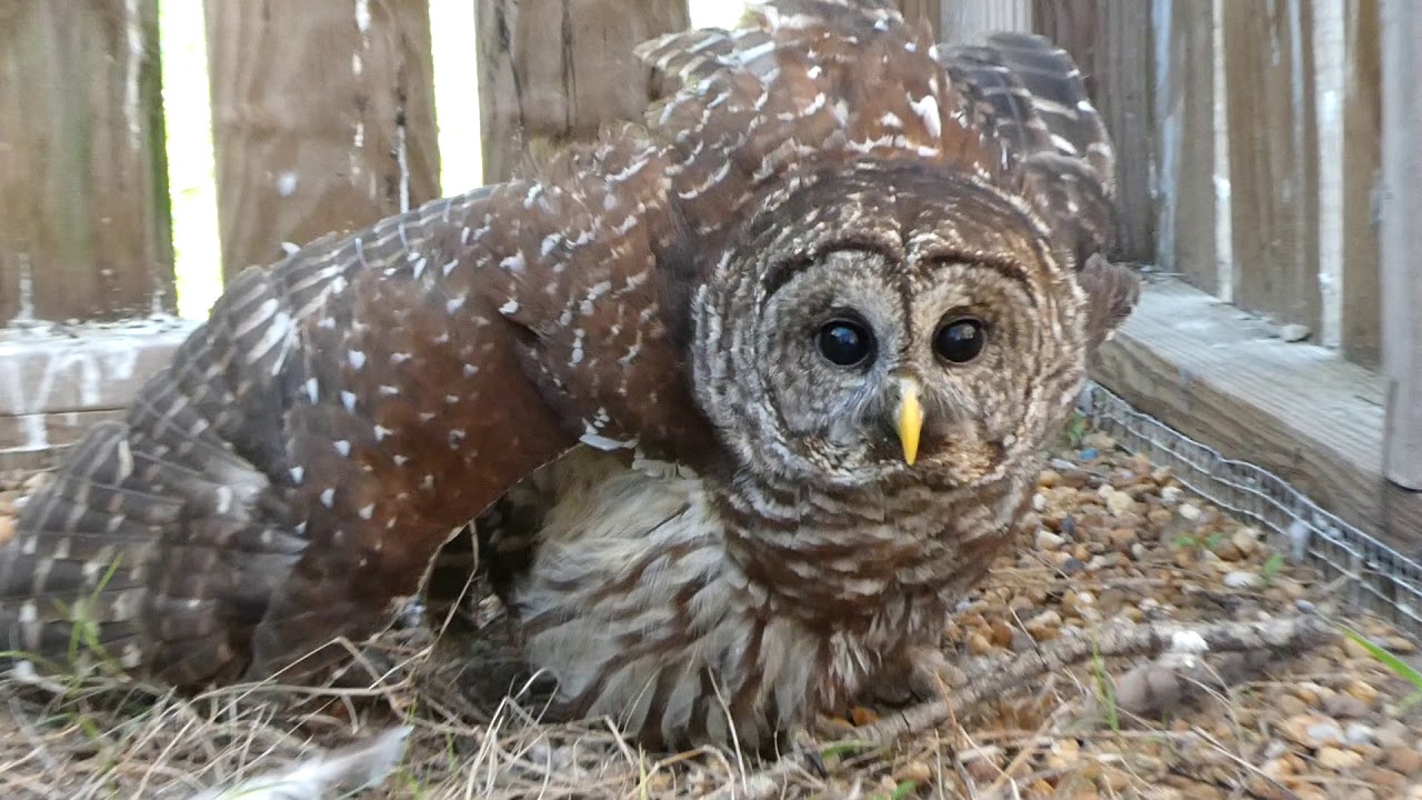barred owl in threat display 3 3 18 - YouTube