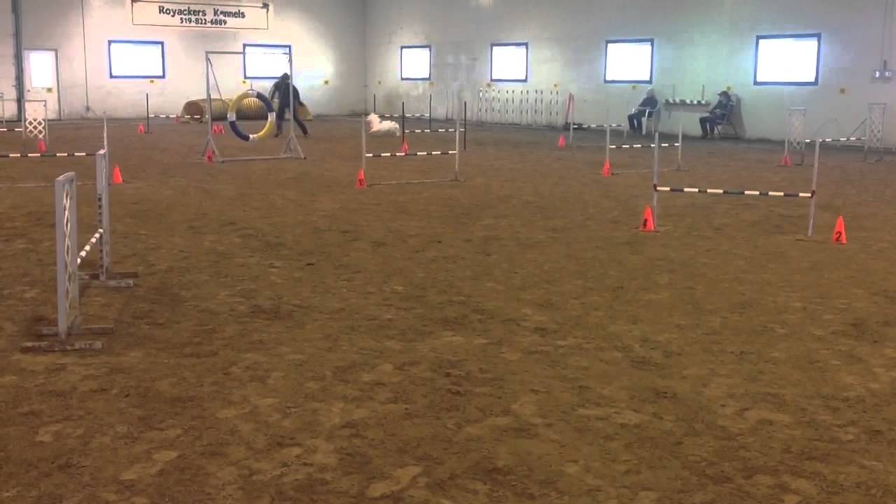 Bindi Master Jumpers 1 - Nov 2 2013 - YouTube