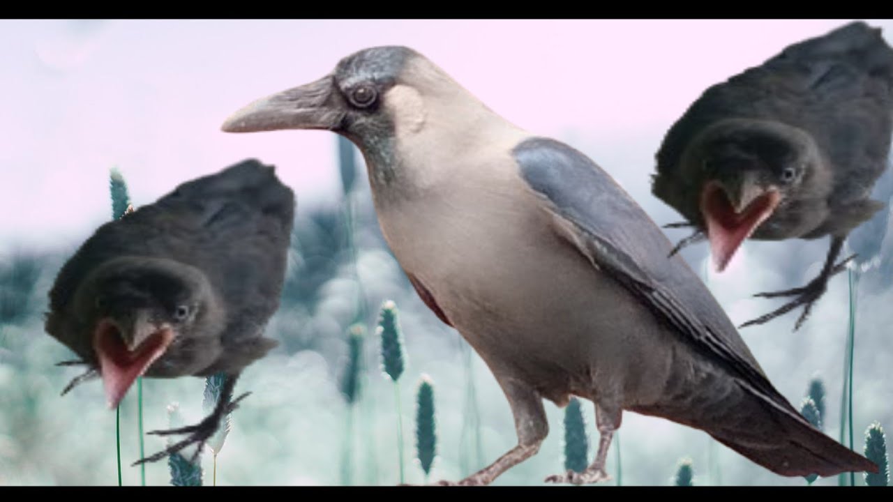 Crow Sound Crow Ki Awaz | Crow Ki Awaz | Crow Crowing Sounds | - YouTube