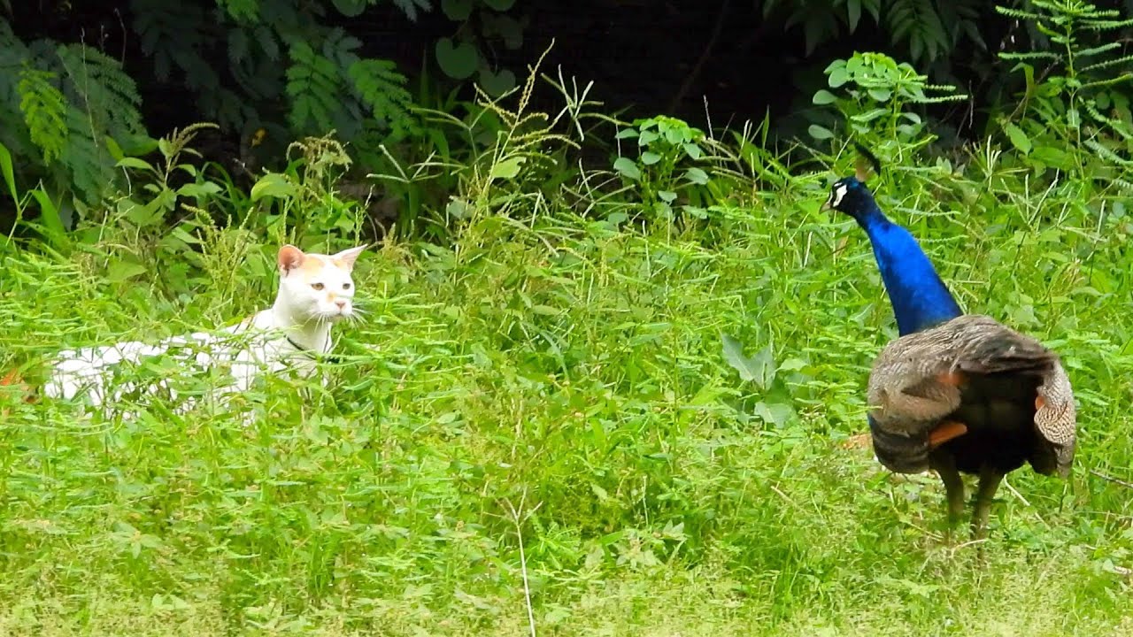 Peacock cat encounter: White cat sees peacock, considers attack ...