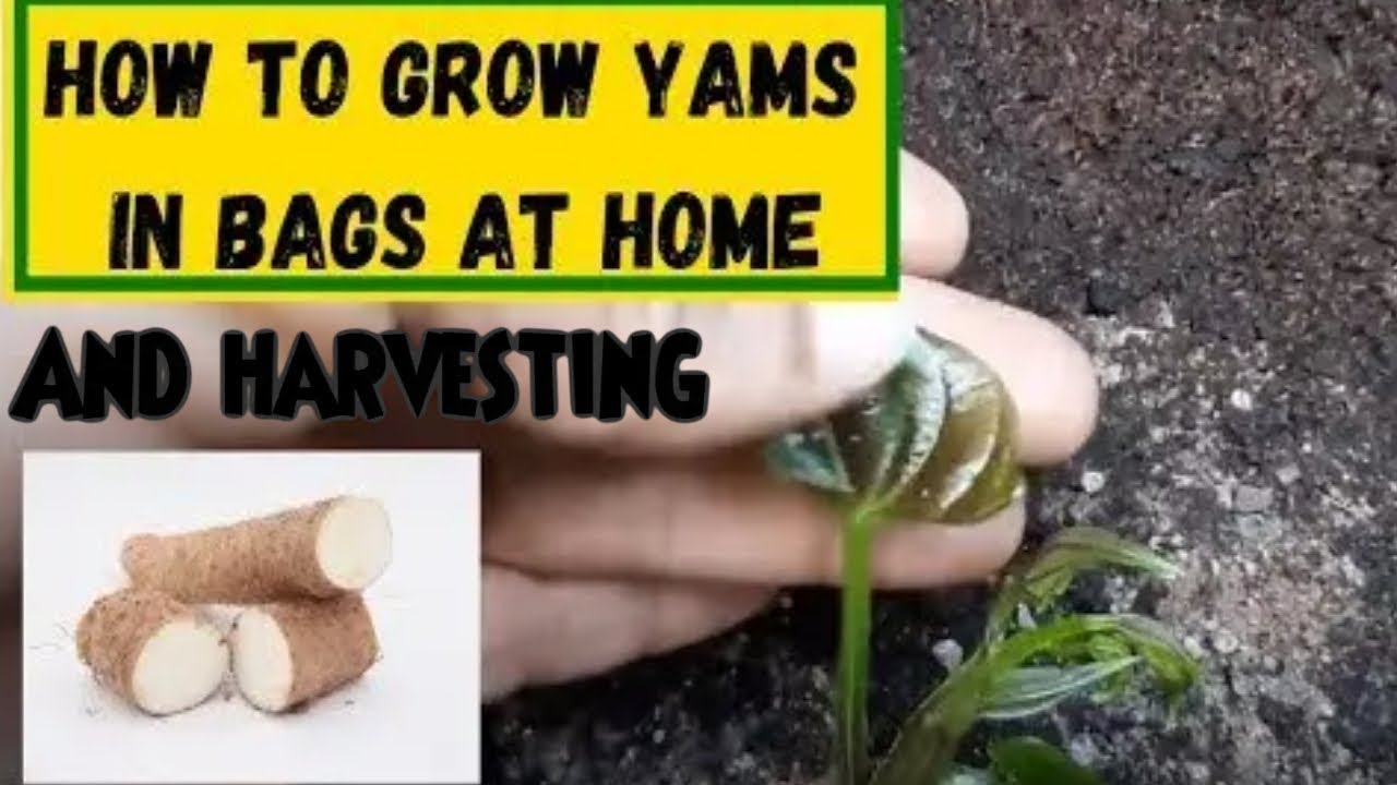Harvesting yam in bag - YouTube