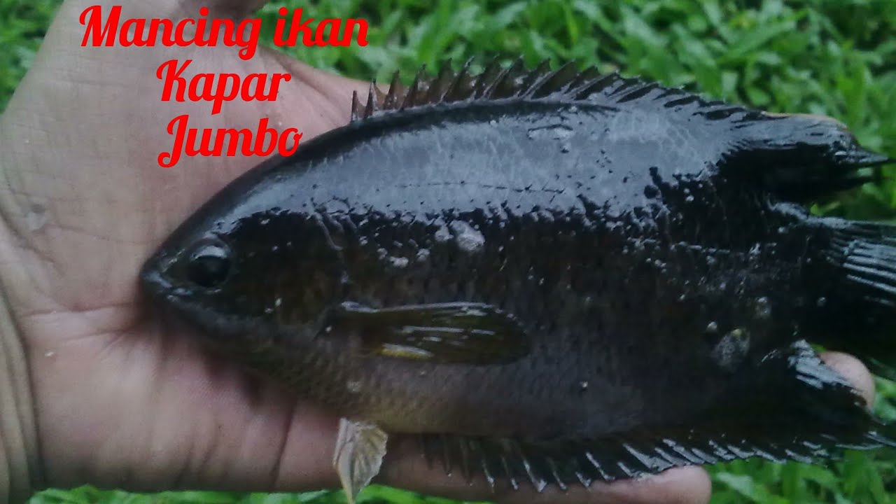 Mancing ikan kapar#13 - YouTube