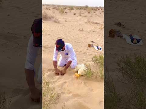 Extracting mini camel 🐫 and caite in desert 🌵 soil #lifehacks #foodstorage #outdoors #camels