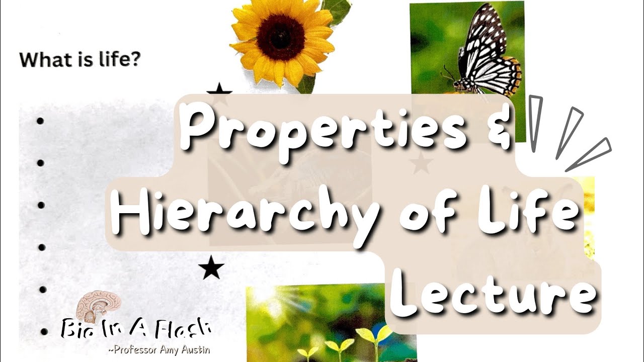 Properties of Life & The Hierarchy of Life // Bio in a flash - YouTube