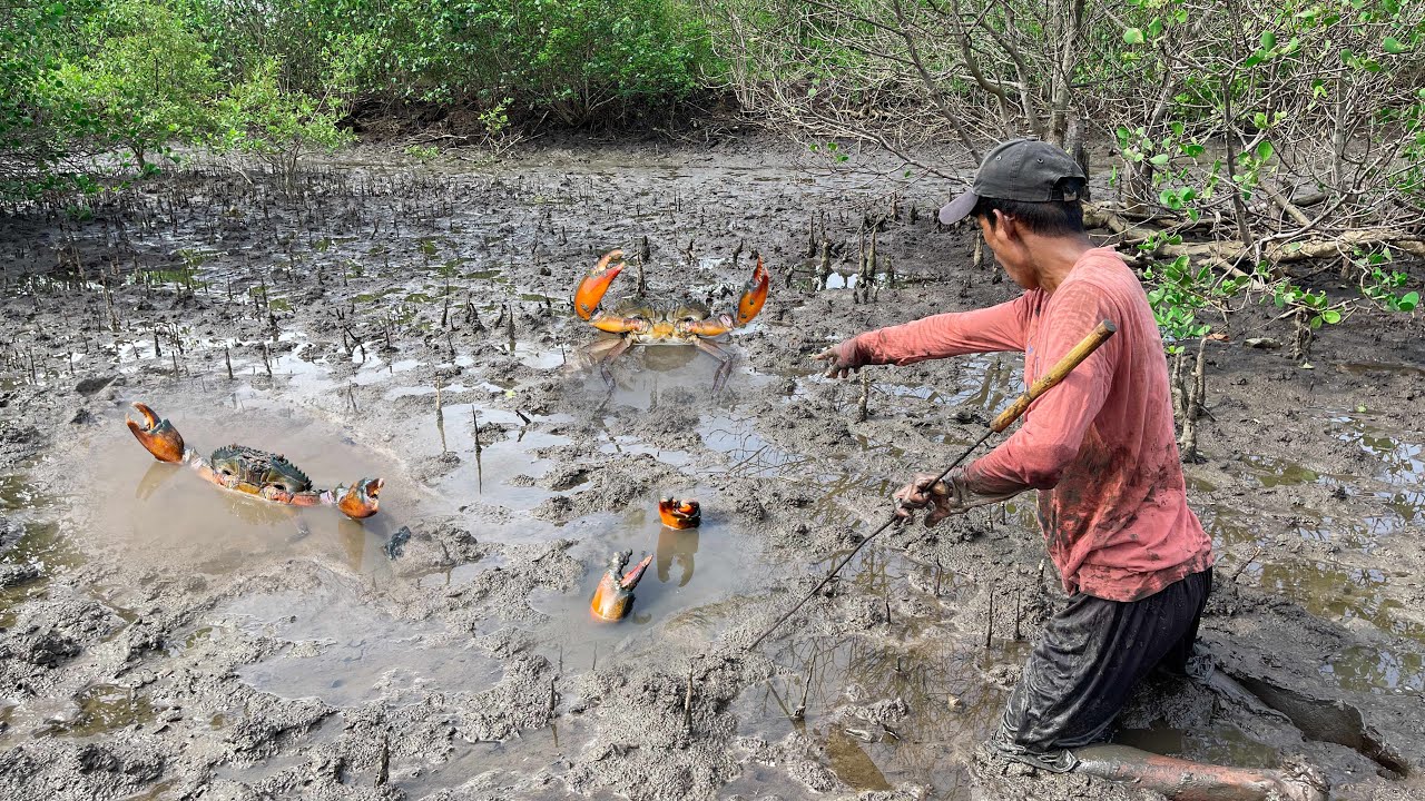 GIANT CRAB - Amazing Catching Mud Crabs at The Sea Swamp after Water Go ...