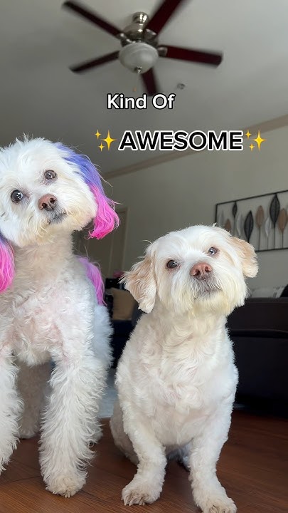 Just Wanted To Paws And Say How Much We Appreciate You All We Think Youre Pawsitively Pawsome
