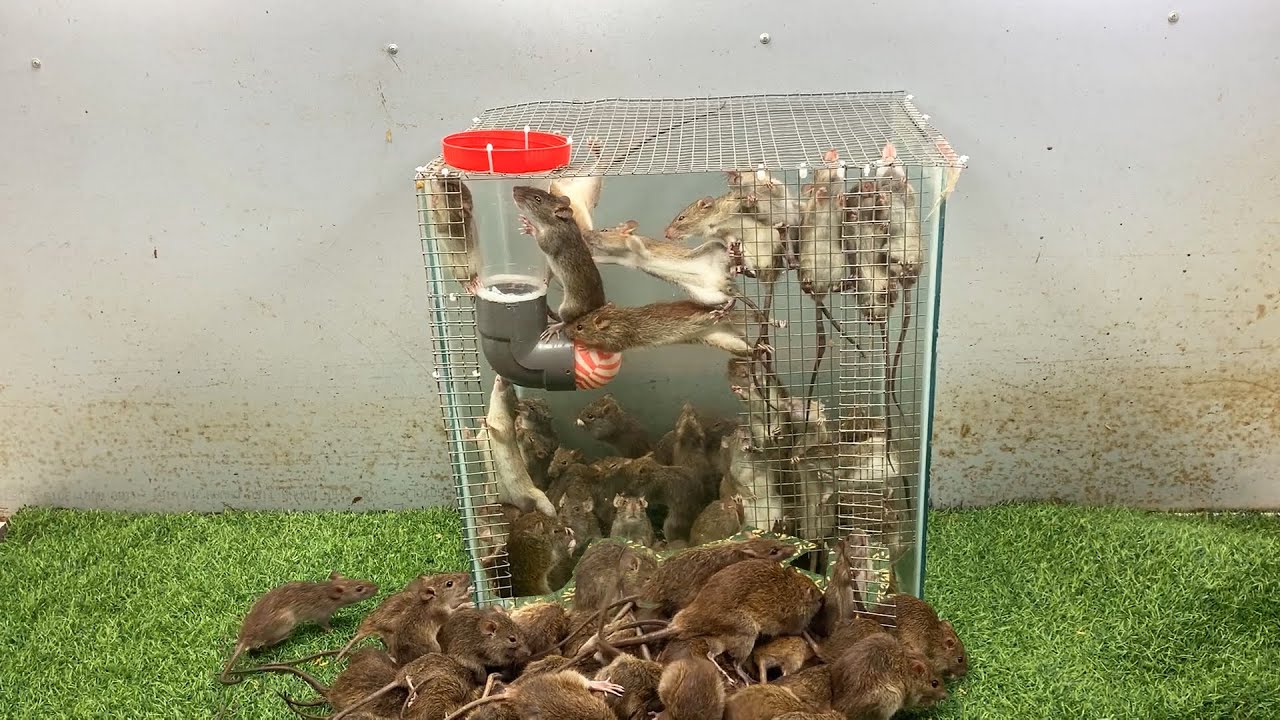 best mousetrap in the world/how to make a mousetrap/many mice in a trap ...