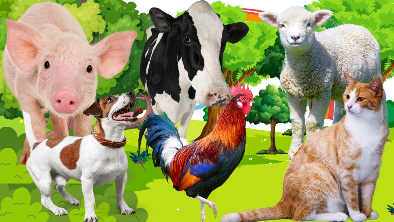 Farm Animal Sounds : Cow, Pig, Sheep, Rooster, Dog, Cat - Animal Farm ...