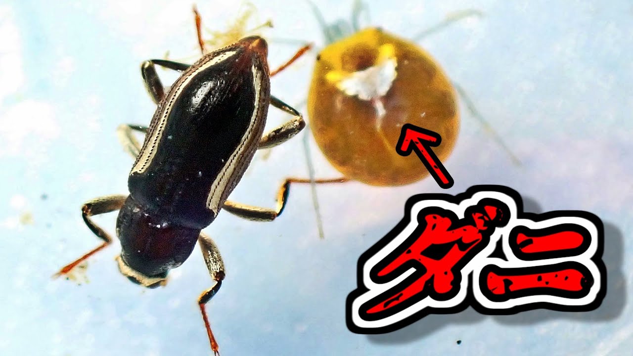 ダニと比較できるサイズの水生昆虫！ツヤドロムシの一種 Zaitzevia sp （riffle beetles、艶泥虫） - YouTube