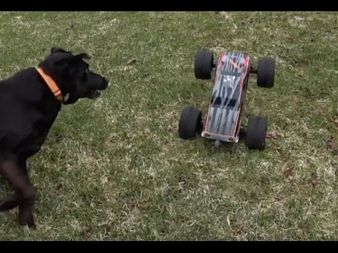 Dog chasing Cheetah RC truck - YouTube