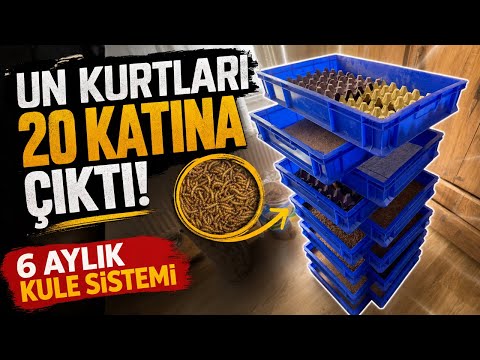 350 Gram Un Kurdunu 6 Ayda 20 Katına Çıkardım! (Kule Sistemiyle Üretim)