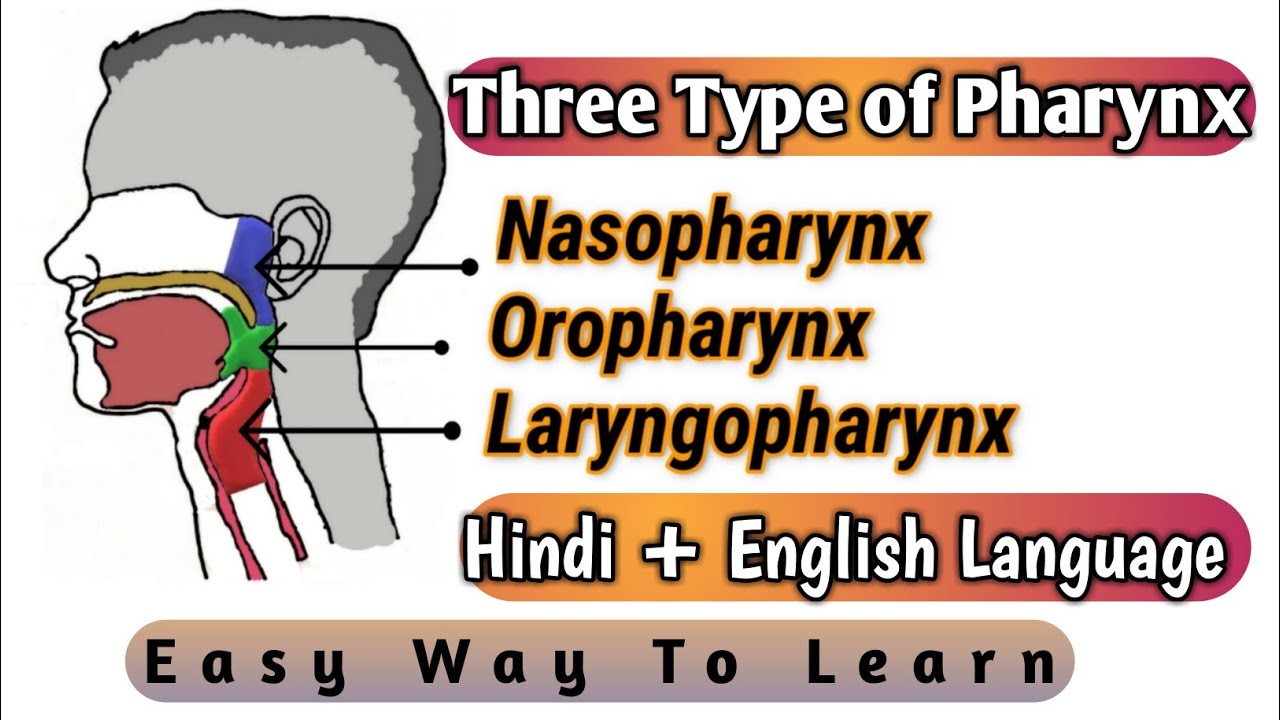 Study of Types of Pharynx | Respiratory System | Pt.12 | Medical ...