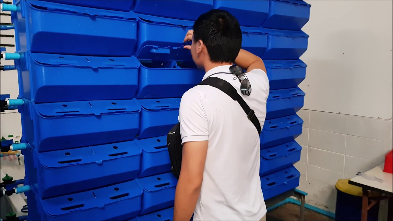 Aquaplanet Vertical Mud Crab Farm with Comparison Model - YouTube