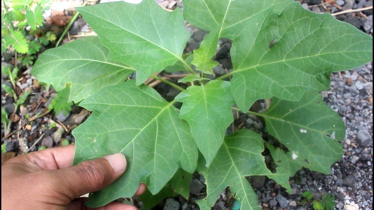 Daun Kecubung Dan Manfaatnya - YouTube