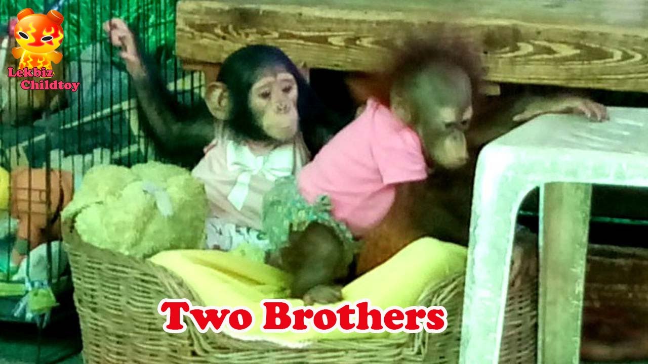 Two Brothers Small of Chimpanzee @Samutprakarn Zoo - YouTube