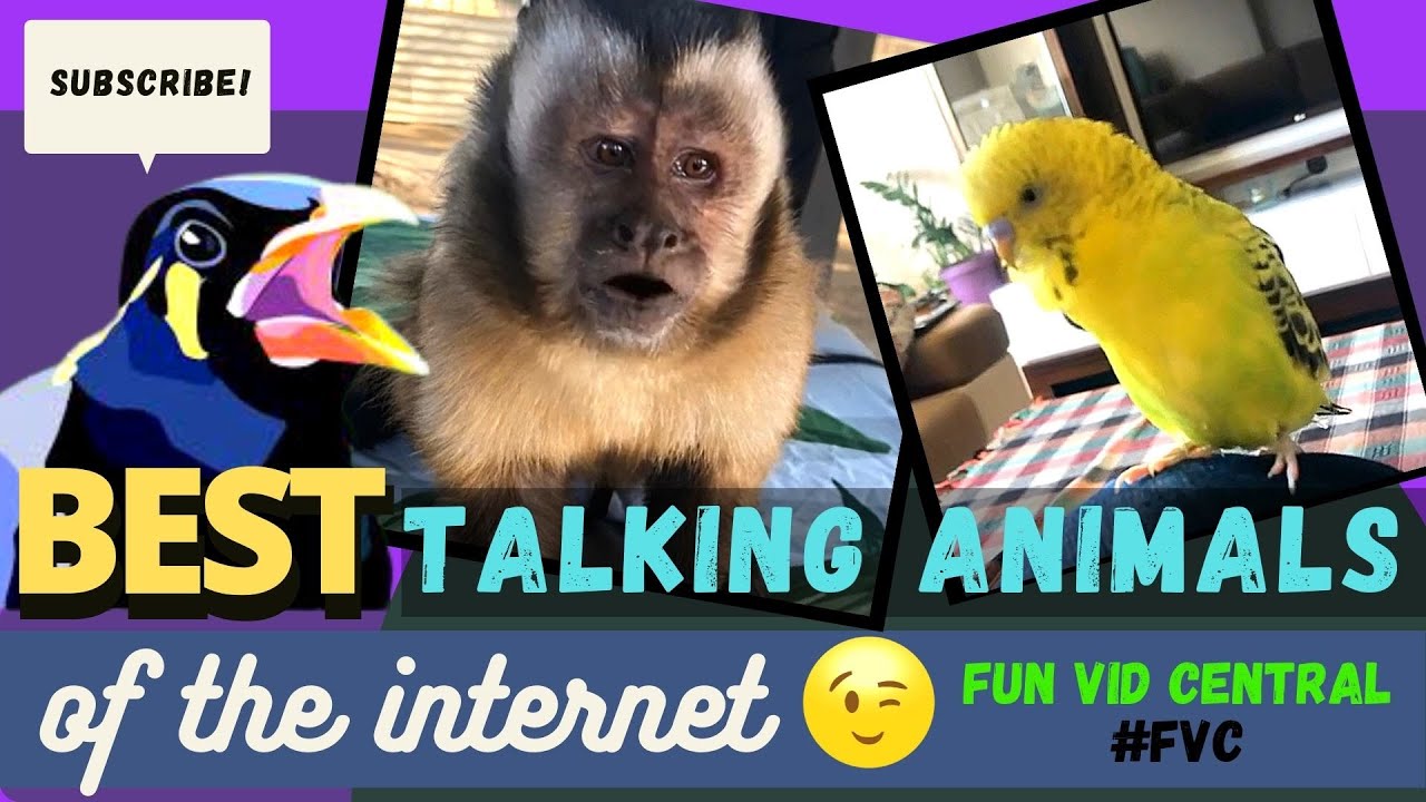 BEST TALKING ANIMALS OF THE INTERNET PART 1 - YouTube