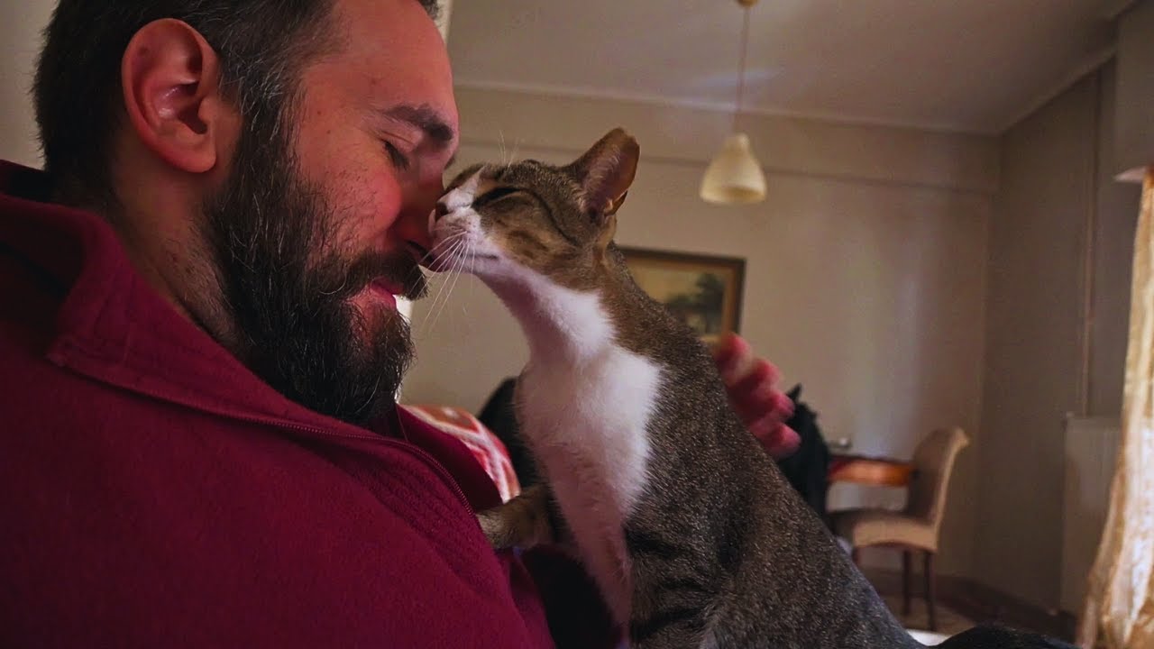 Affectionate Cat Loves Her Daddy - YouTube