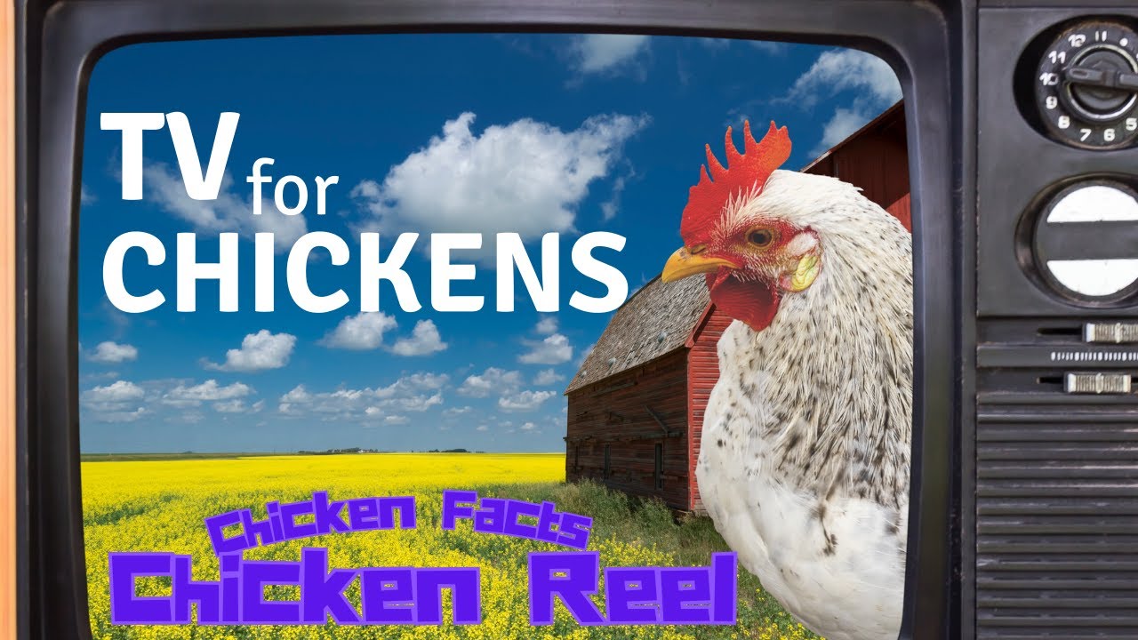 Chicken Reel | TV For Chickens, Relaxing Chicken Video Compilation ...